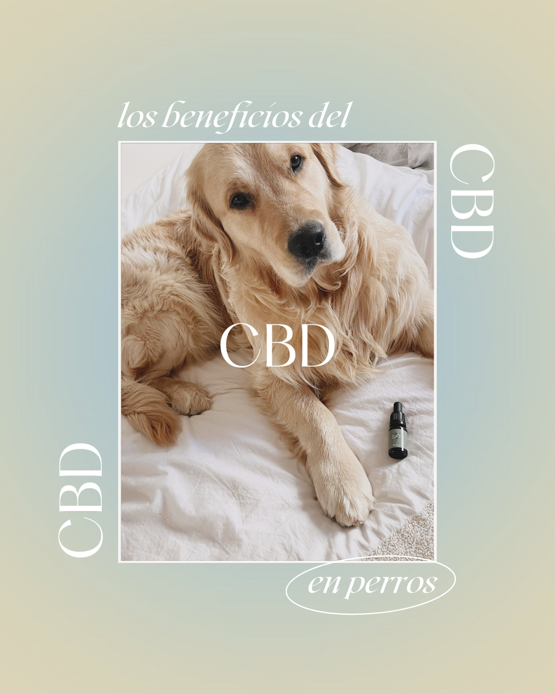 CBD para perros - Ducreams